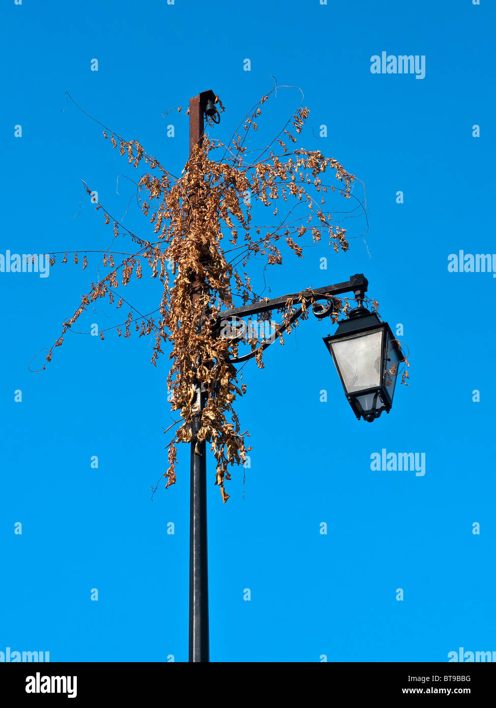 Street lamp-post covered in old climbing vine - France Stock Photo - Alamy