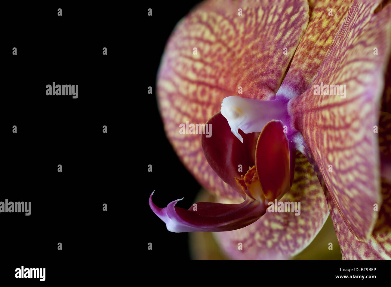 Orchid blossom side view Stock Photo - Alamy