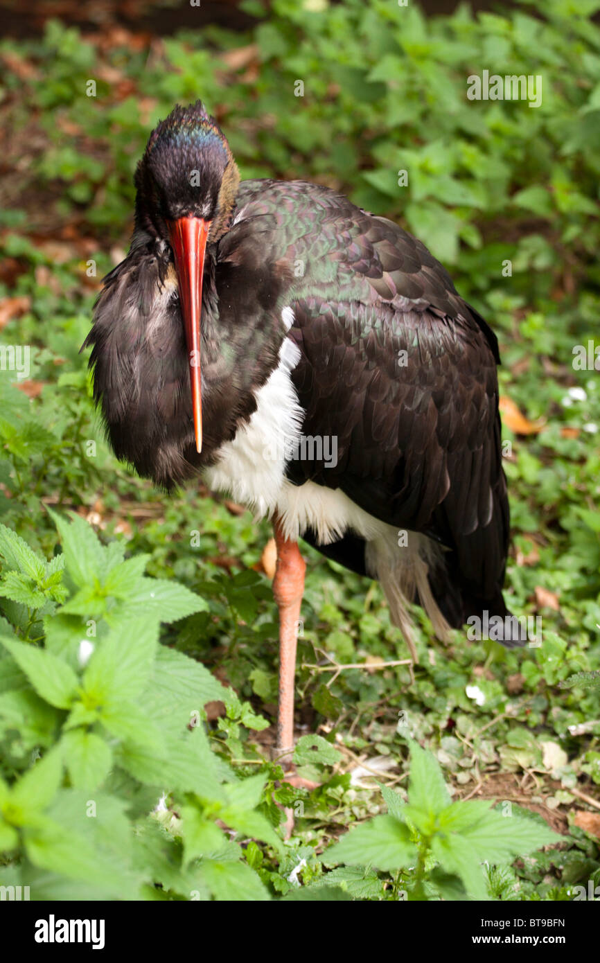 Standing on one leg stork hi-res stock photography and images - Alamy