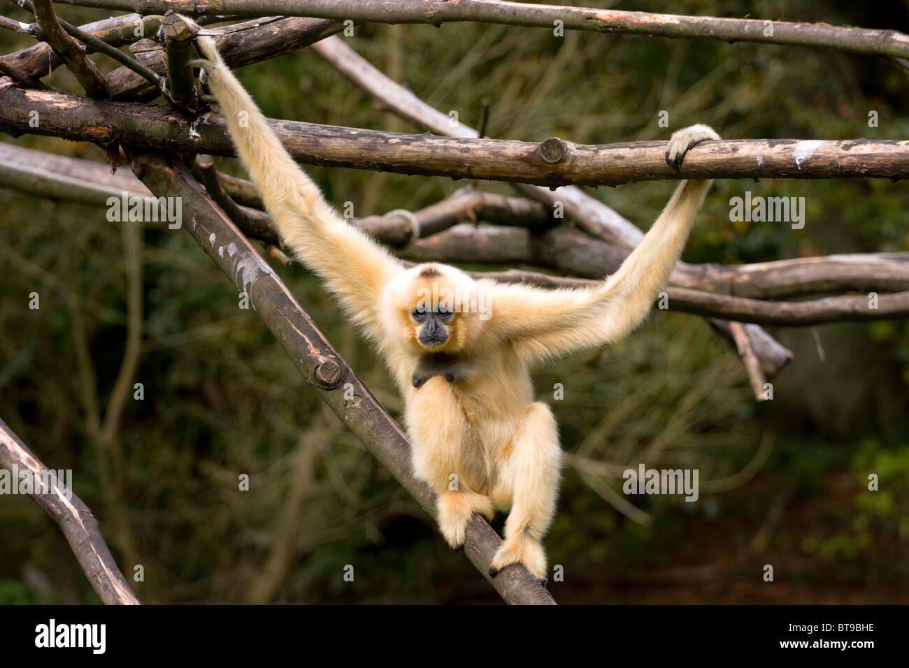 White-Cheeked Gibbon hanging on the tree branch Stock Photo - Alamy
