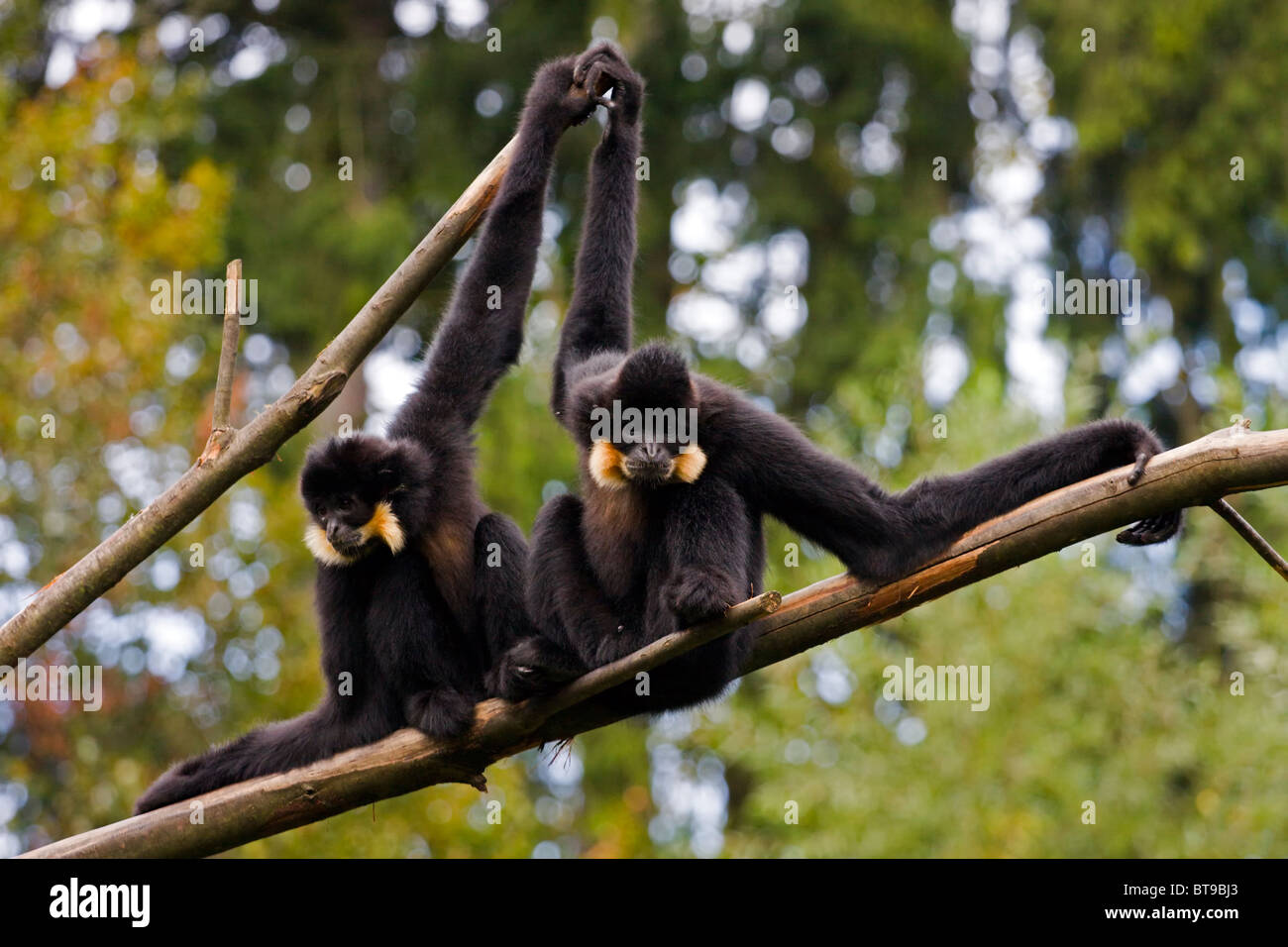 Pair of White Cheeked Gibbons hanging on the tree branch Stock Photo ...