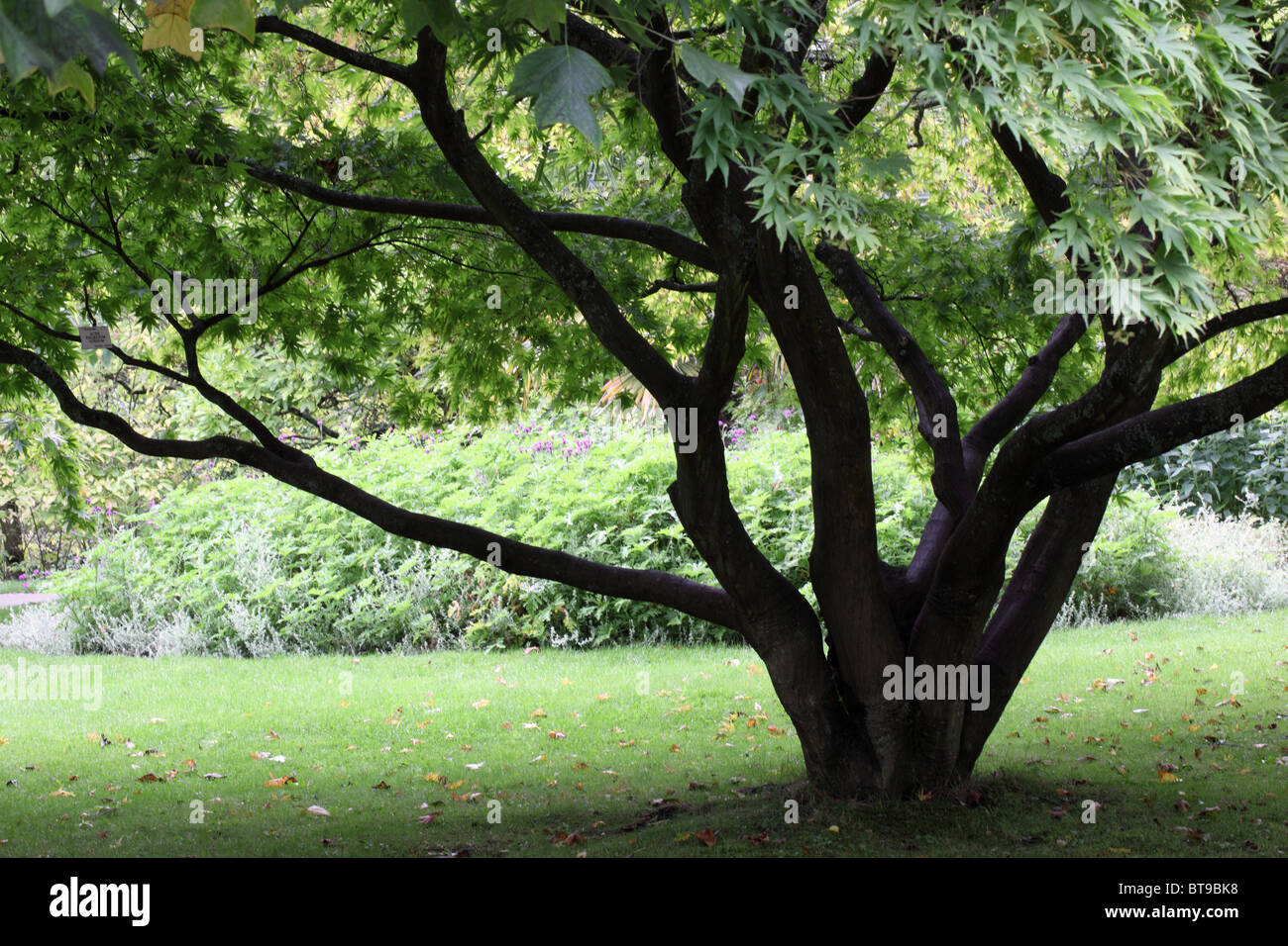 Acer tree hi-res stock photography and images - Alamy
