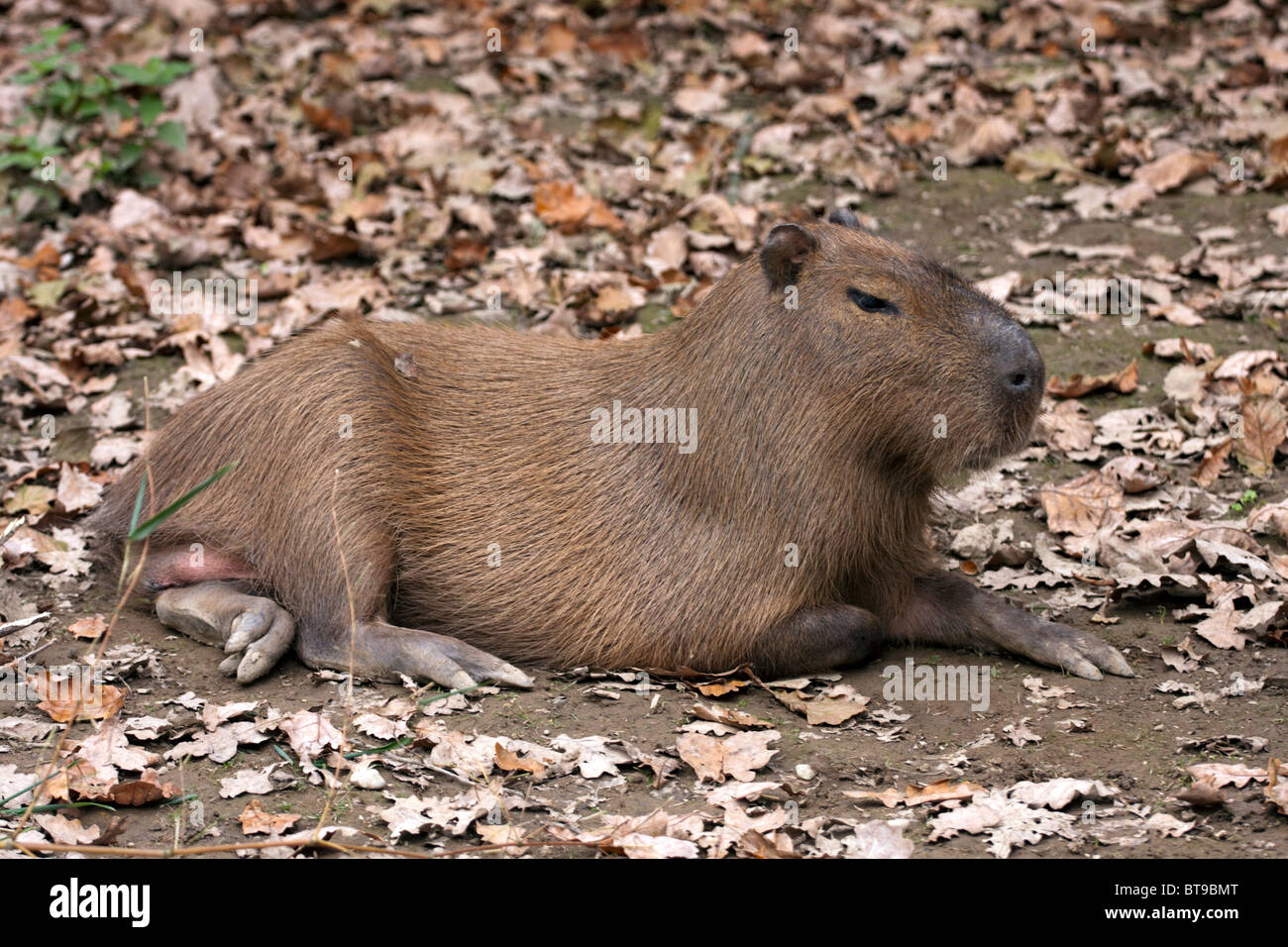 Kapibara animal hi-res stock photography and images - Alamy