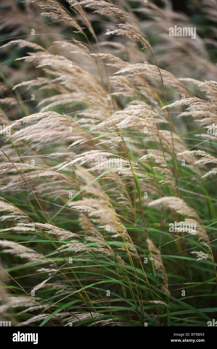 Close up grass stems blowing hi-res stock photography and images - Alamy