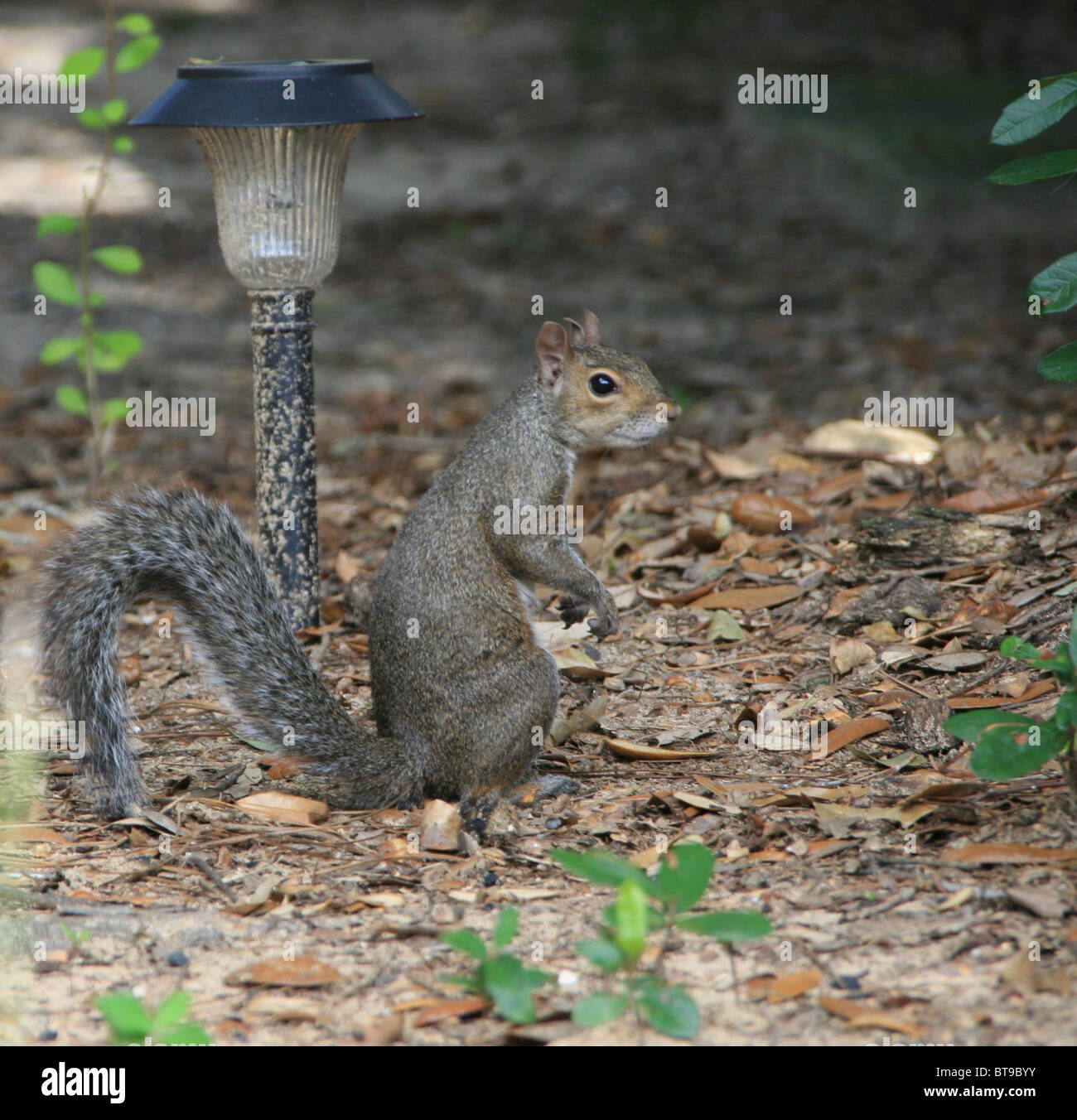squirrel sitting by light watching with greenery in fore and back ...