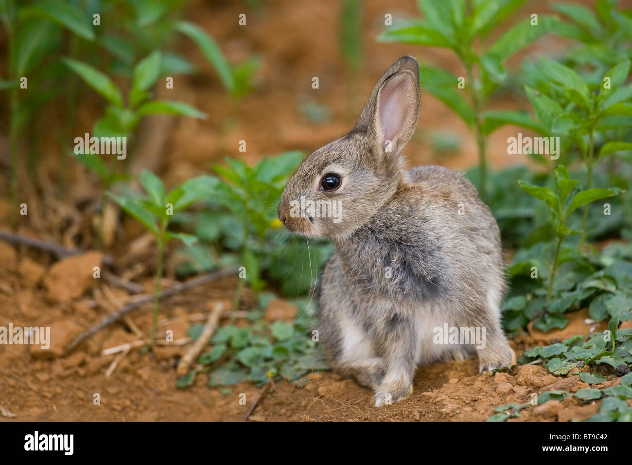 Oryctolagus cuniculus mammal hi-res stock photography and images - Alamy