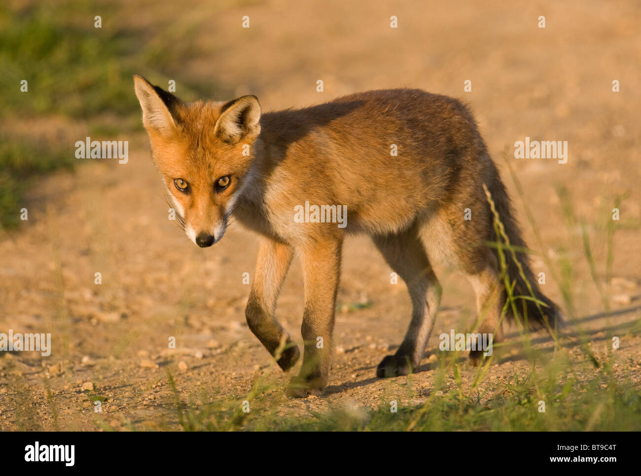 Red fox trotting hi-res stock photography and images - Alamy