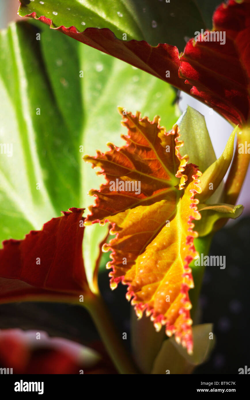Begonia leaf hi-res stock photography and images - Alamy