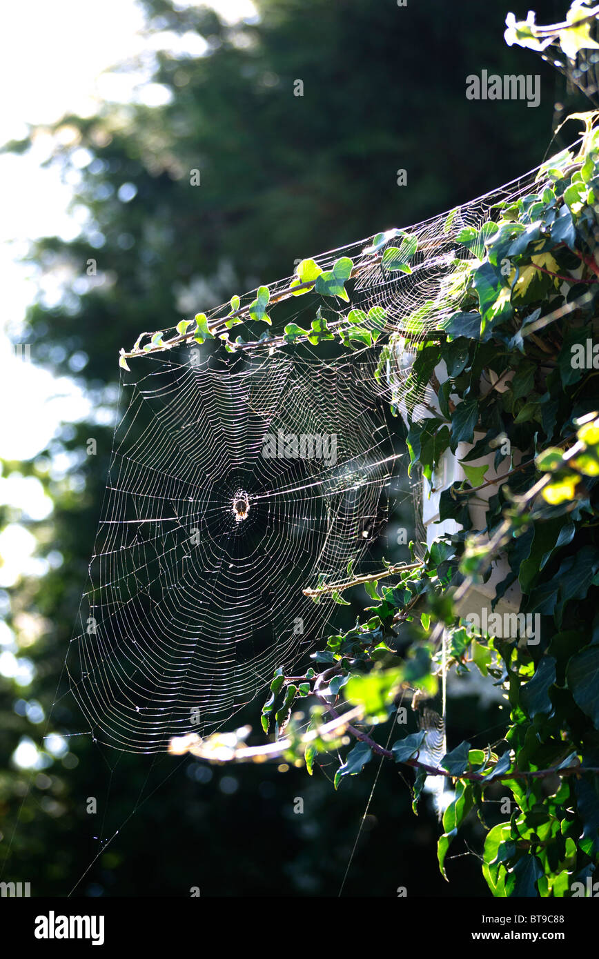 Evergreen climber spider hi-res stock photography and images - Alamy