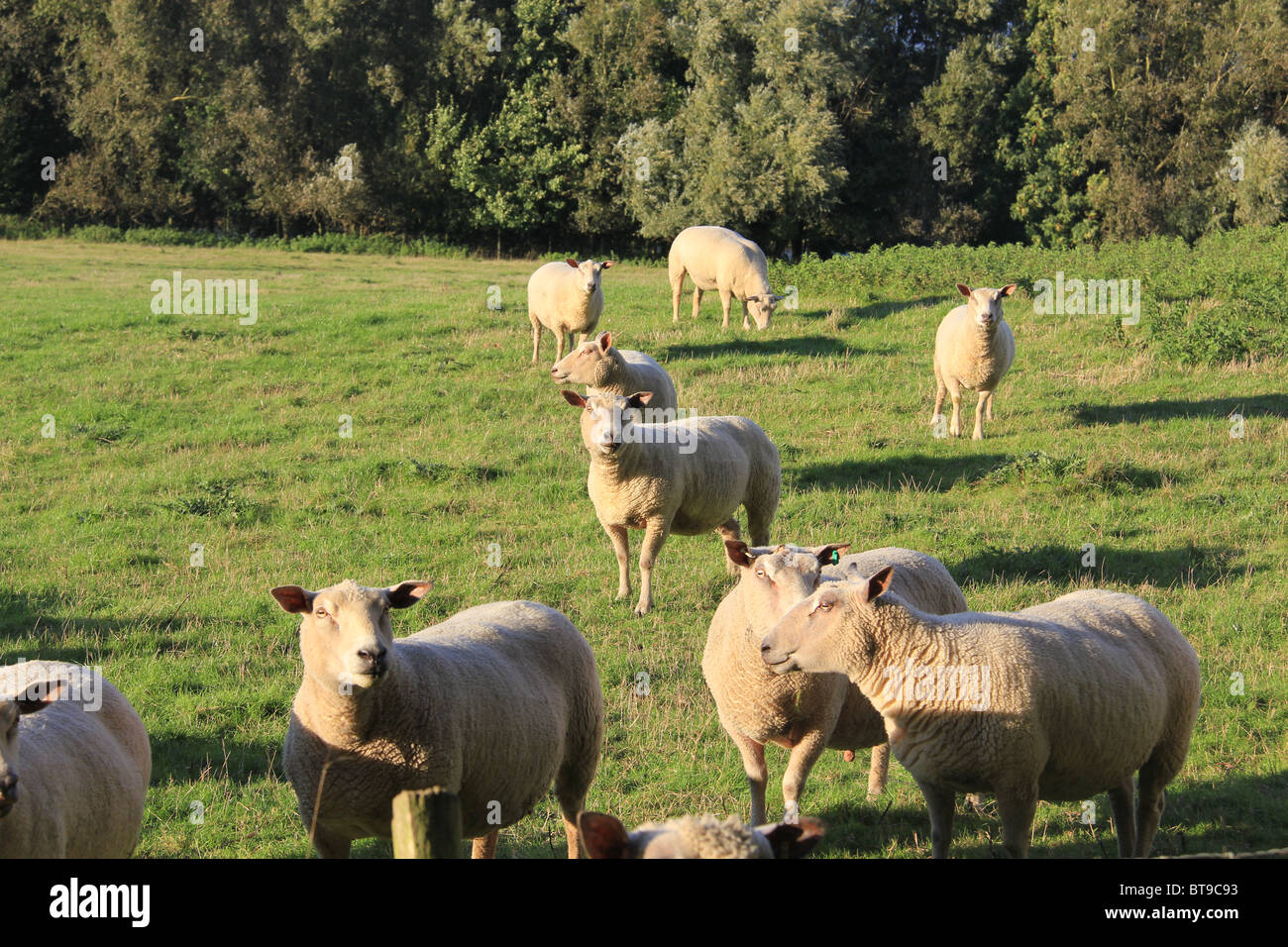 Sheep in a Flock Stock Photo - Alamy