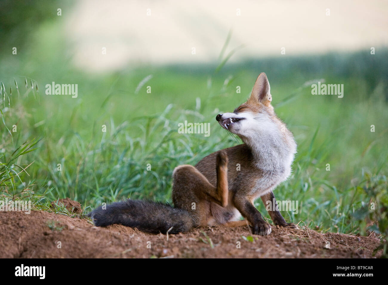Fox Grooming High Resolution Stock Photography and Images - Alamy