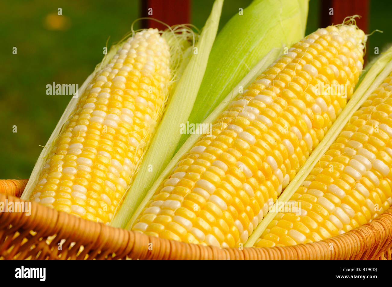 Husked ears of corn hi-res stock photography and images - Alamy