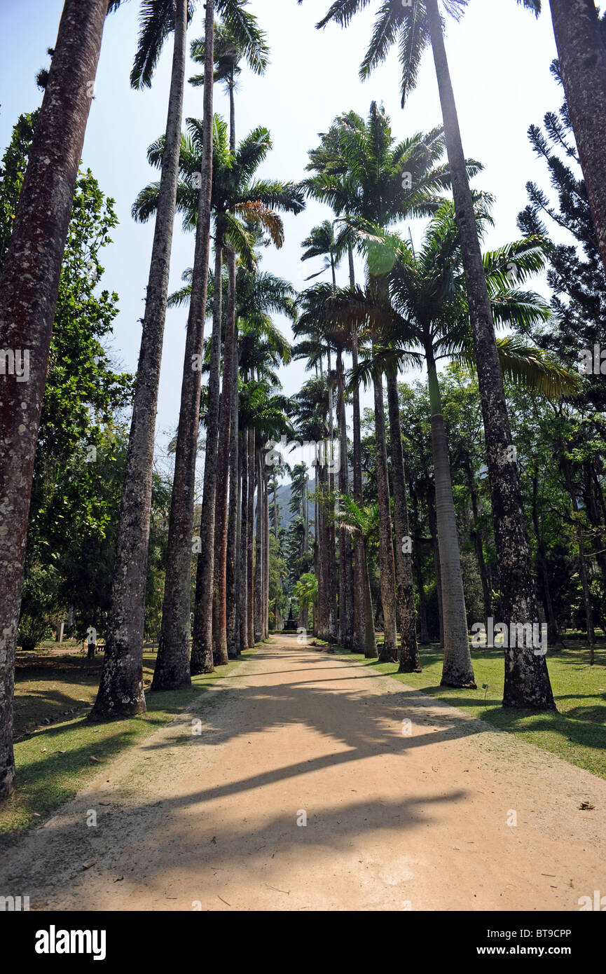The Botanical Gardens in Rio de Janeiro Brazil Stock Photo - Alamy
