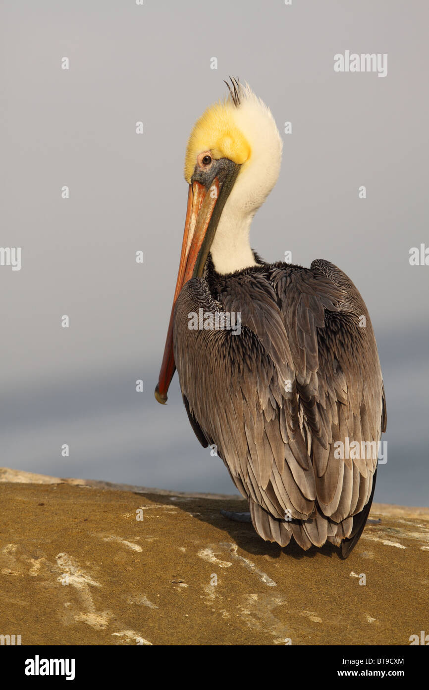 A Brown Pelican looking back over its shoulder from an ocean-side perch ...