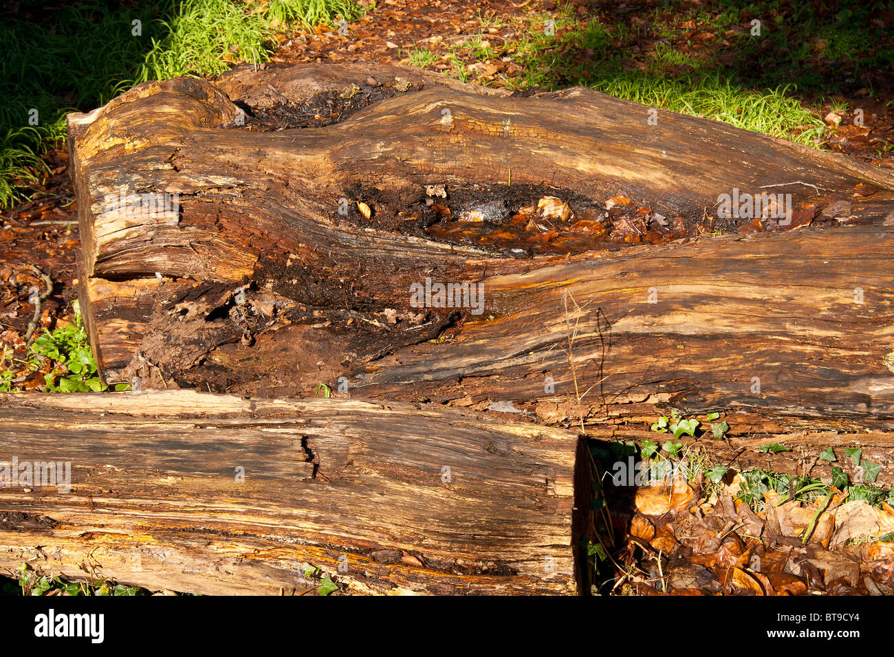 Wet timber hi-res stock photography and images - Alamy