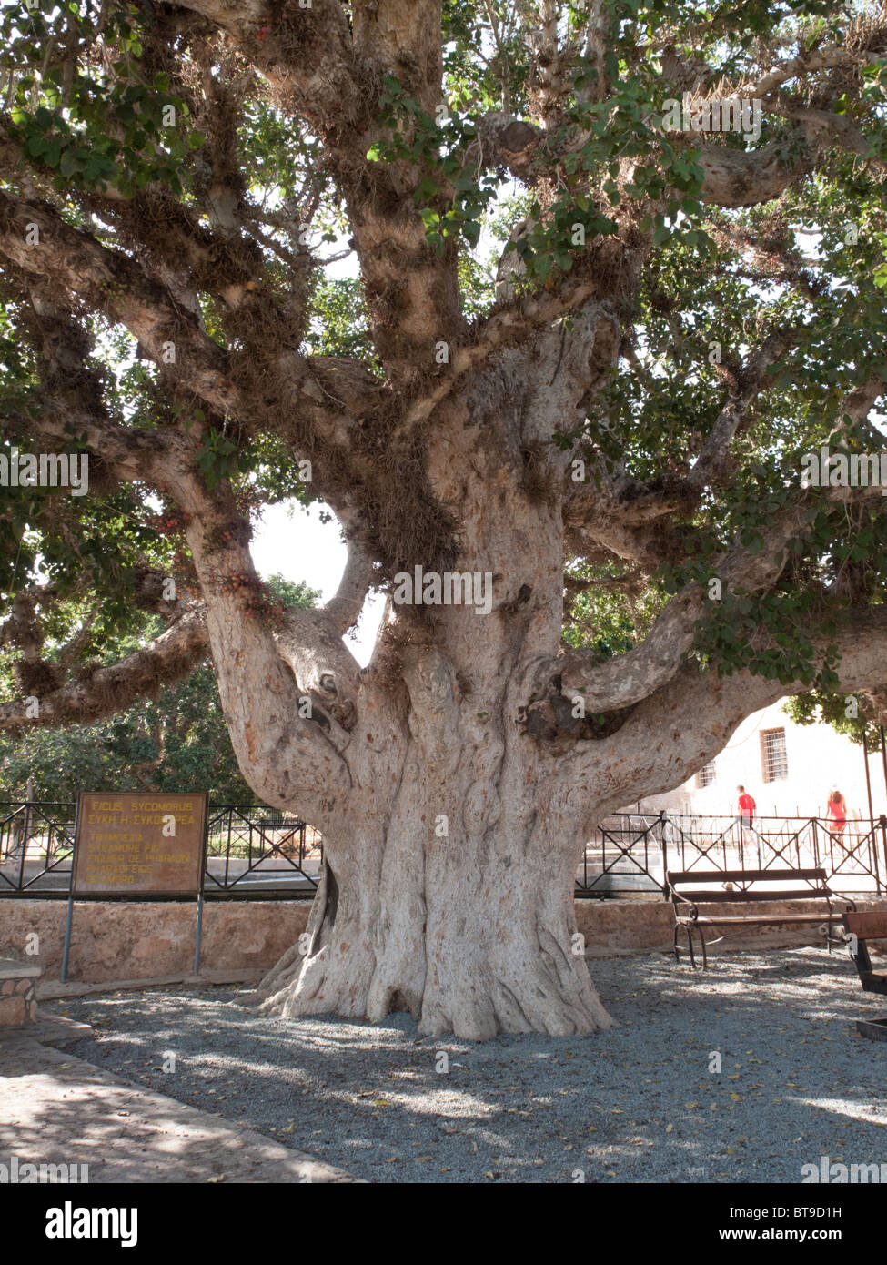 600 year old Sycamore Fig Tree at Monastery of Ayia Napa, Cyprus Stock ...