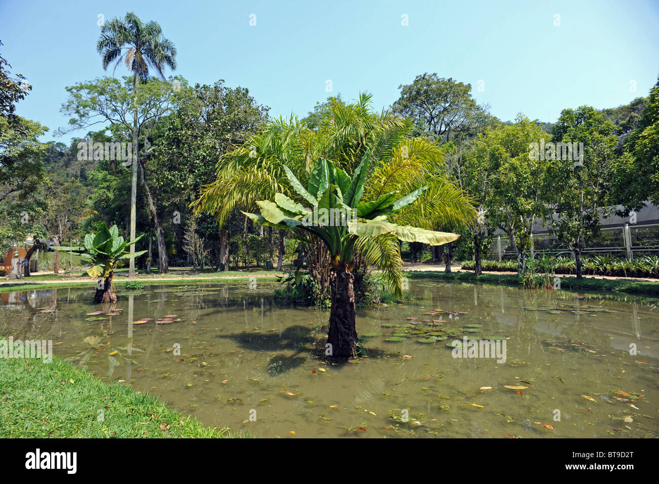 The Botanical Gardens in Rio de Janeiro Brazil Stock Photo - Alamy