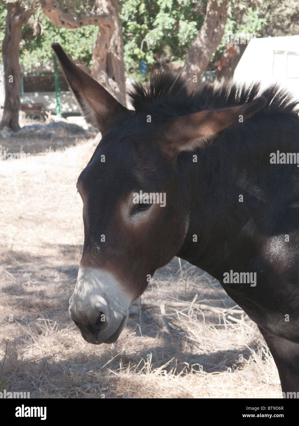 Donkey cyprus hi-res stock photography and images - Alamy