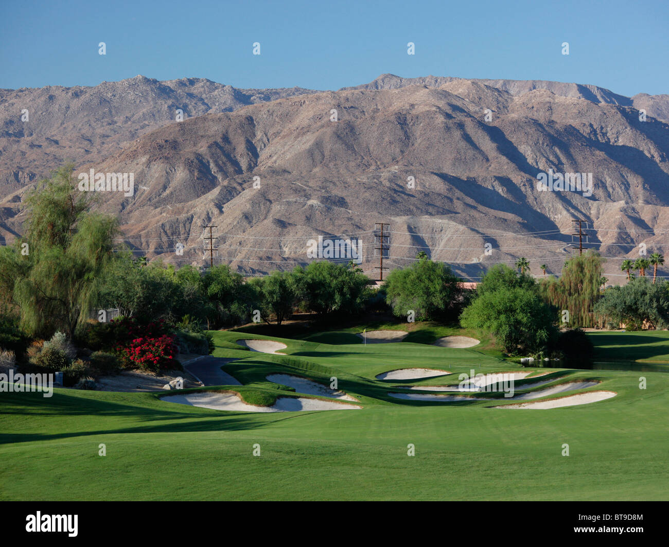 Desert willow hi-res stock photography and images - Alamy