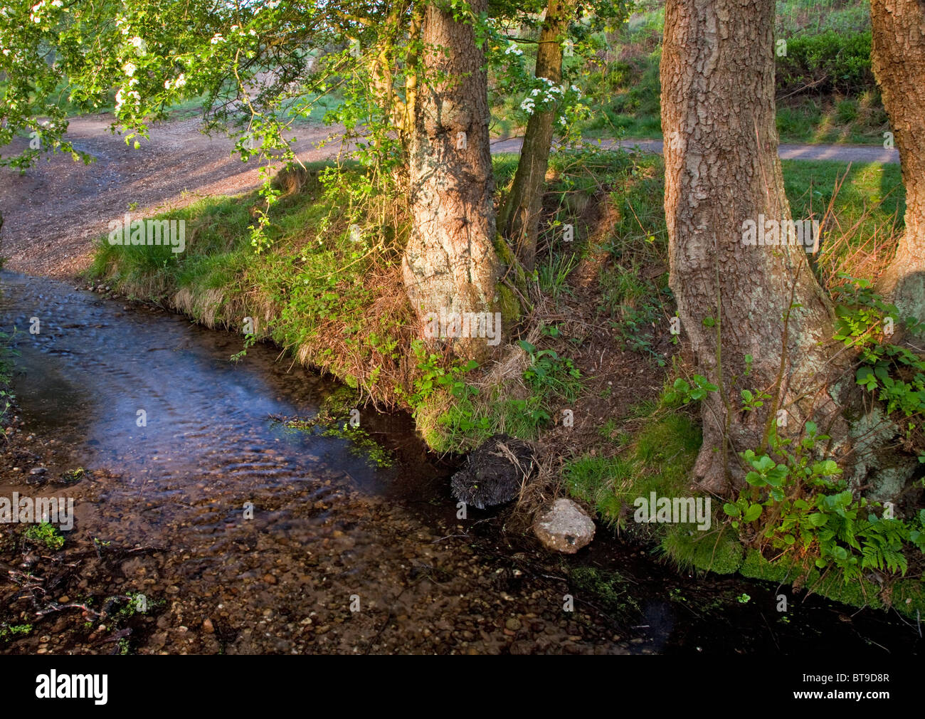 Sher Brook in early summer Cannock Chase Country Park AONB (area of ...