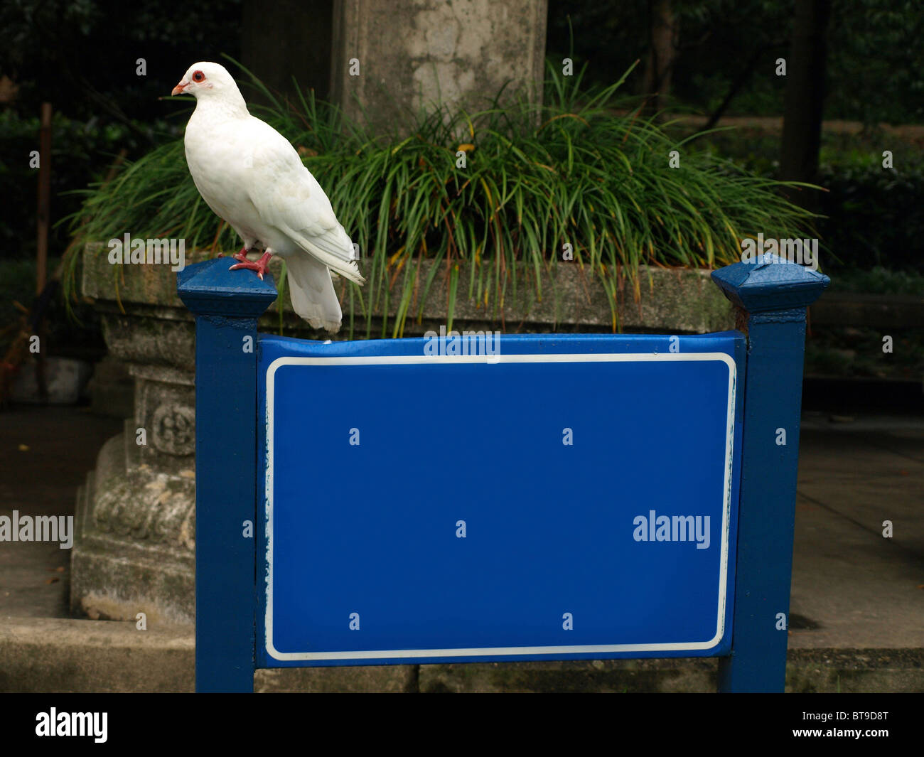 Pigeon on a publicity board Stock Photo - Alamy