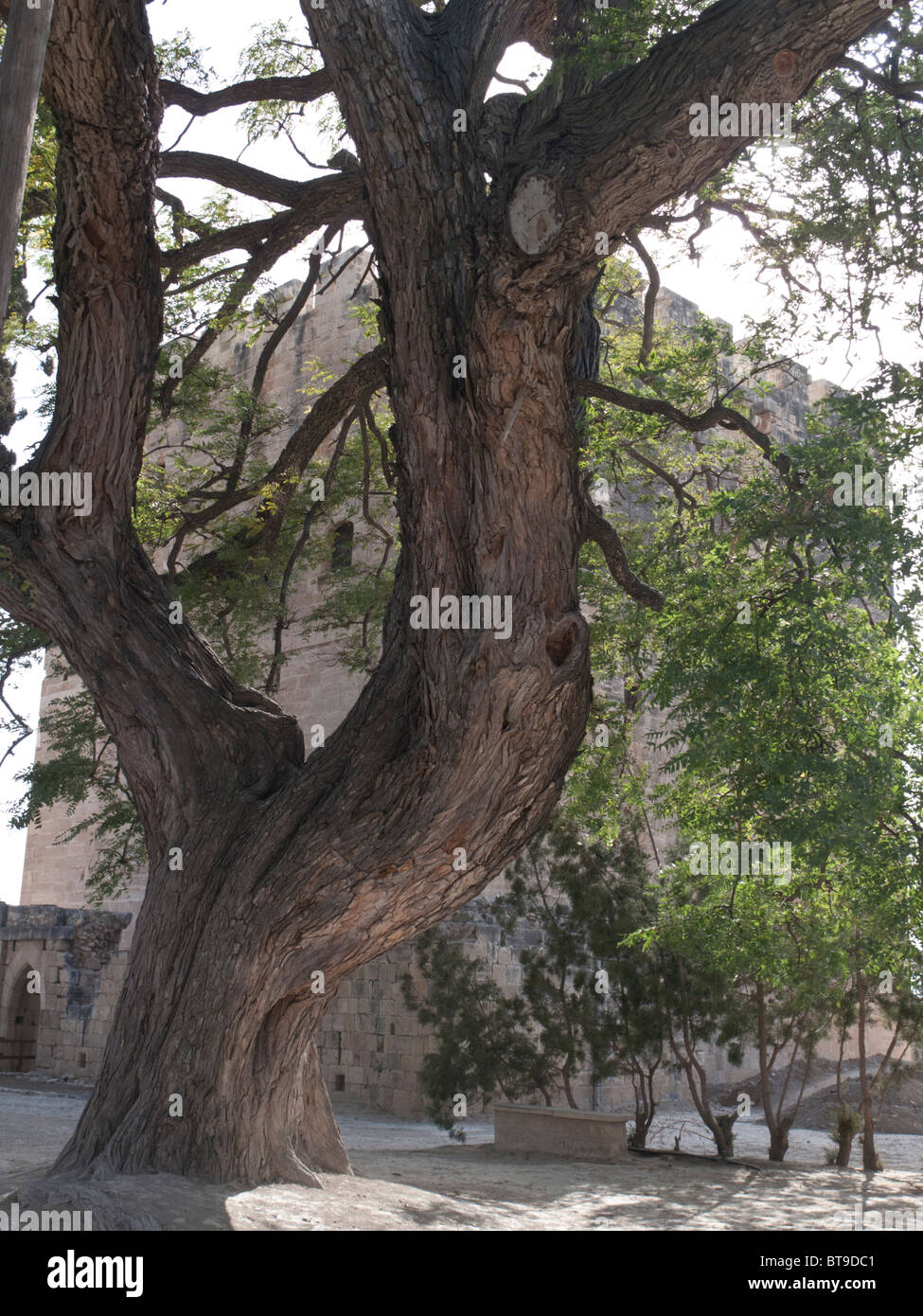 Giant Pepper Tree at Kolossi Castle, Limassol, Cyprus Stock Photo - Alamy