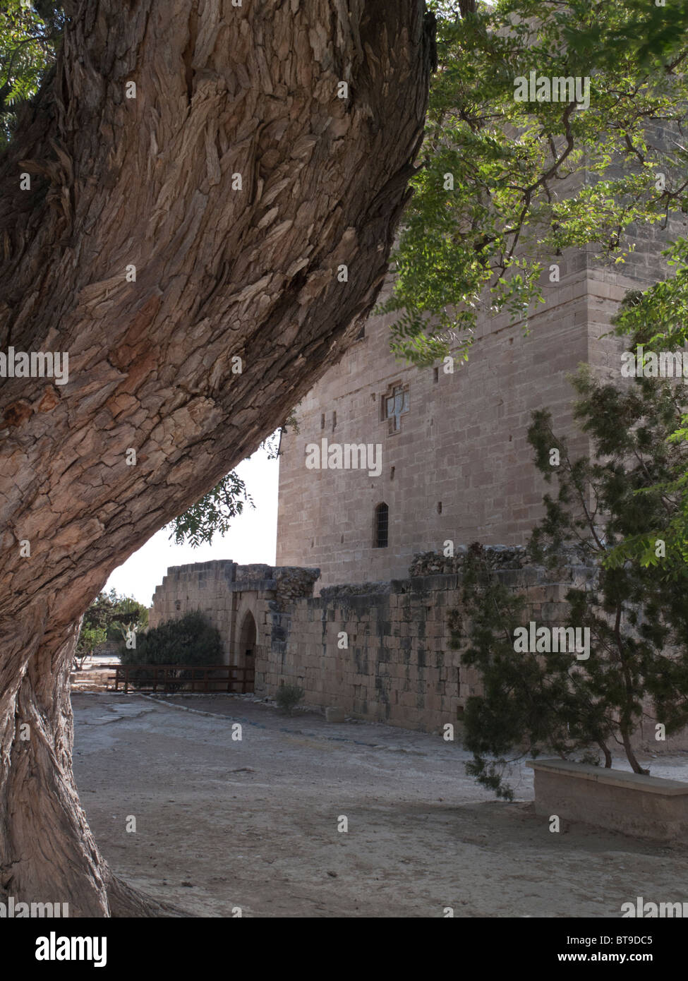 Giant Pepper Tree at Kolossi Castle, Limassol, Cyprus Stock Photo - Alamy