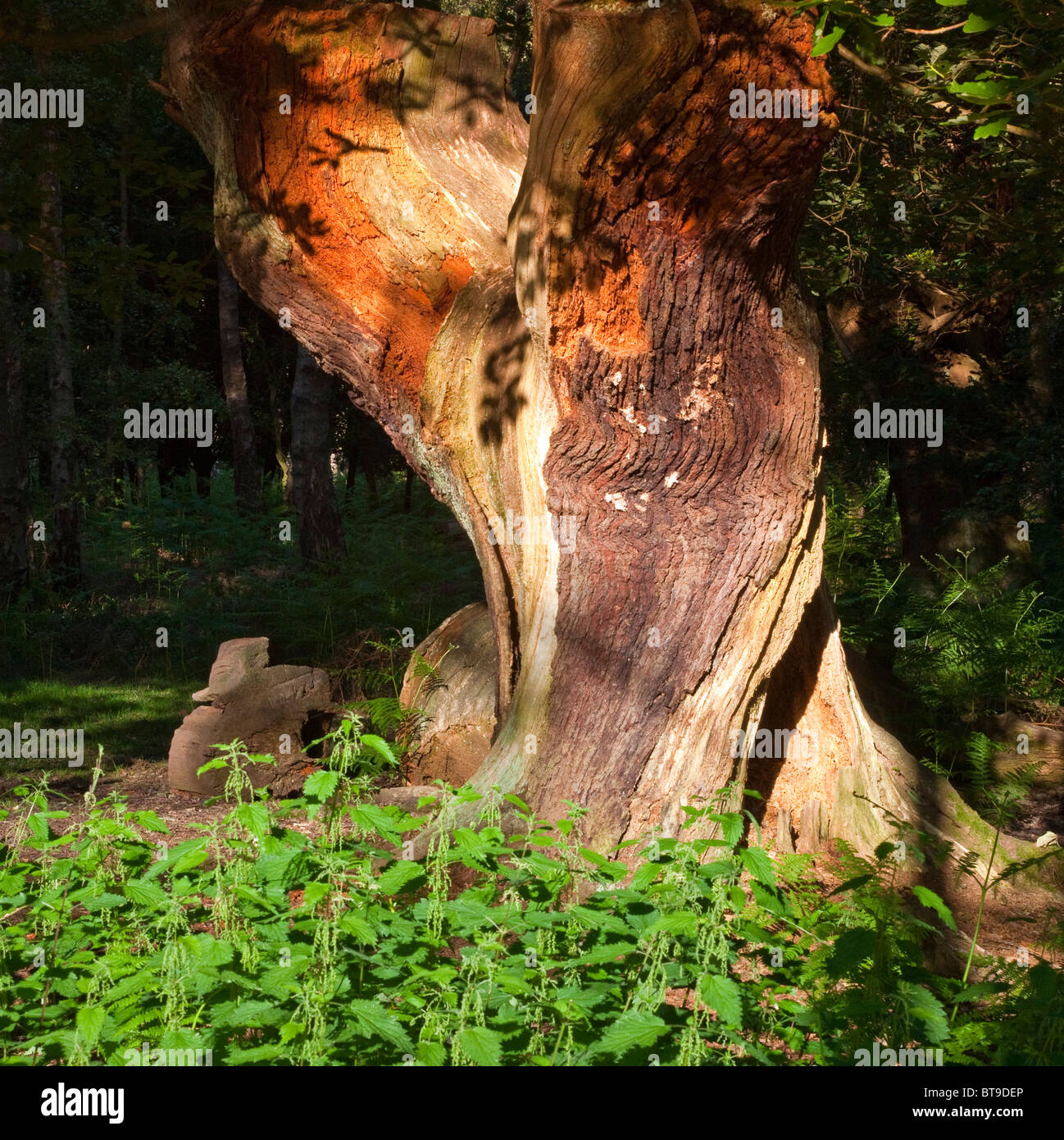 Oak n hi-res stock photography and images - Alamy