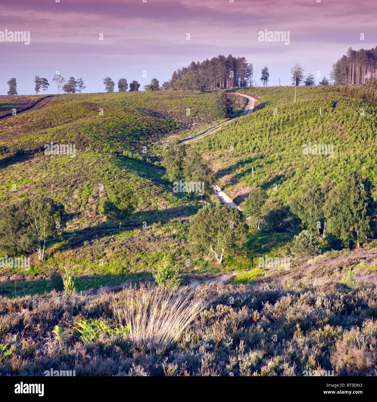 View across Sherbrook Valley to Cherry Tree Slade in early summer ...