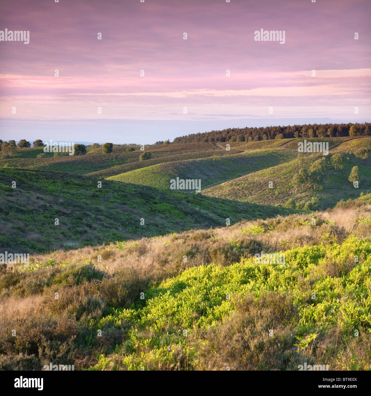 Early morning Heath and Hills of Cannock Chase Country Park AONB inJune ...
