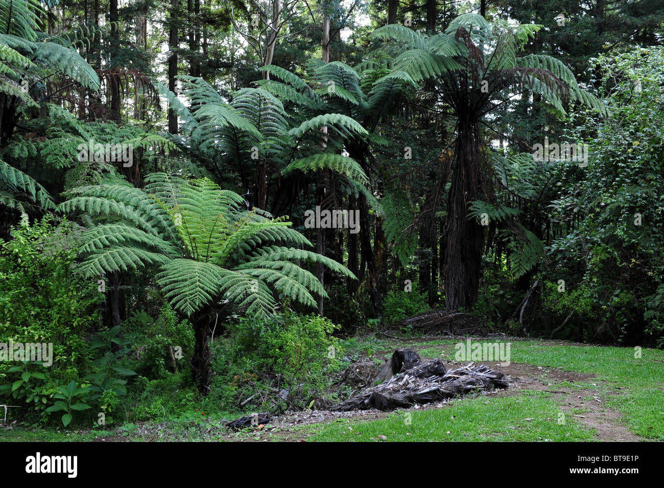 Nz Native Plants High Resolution Stock Photography and Images - Alamy