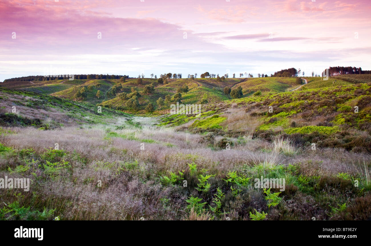 Heath and hills across Cannock Chase Country Park AONB in early summer ...