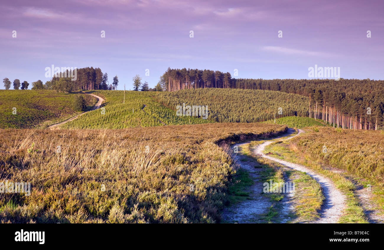 Cannock Chase Country Park AONB in early summer (area of outstanding ...