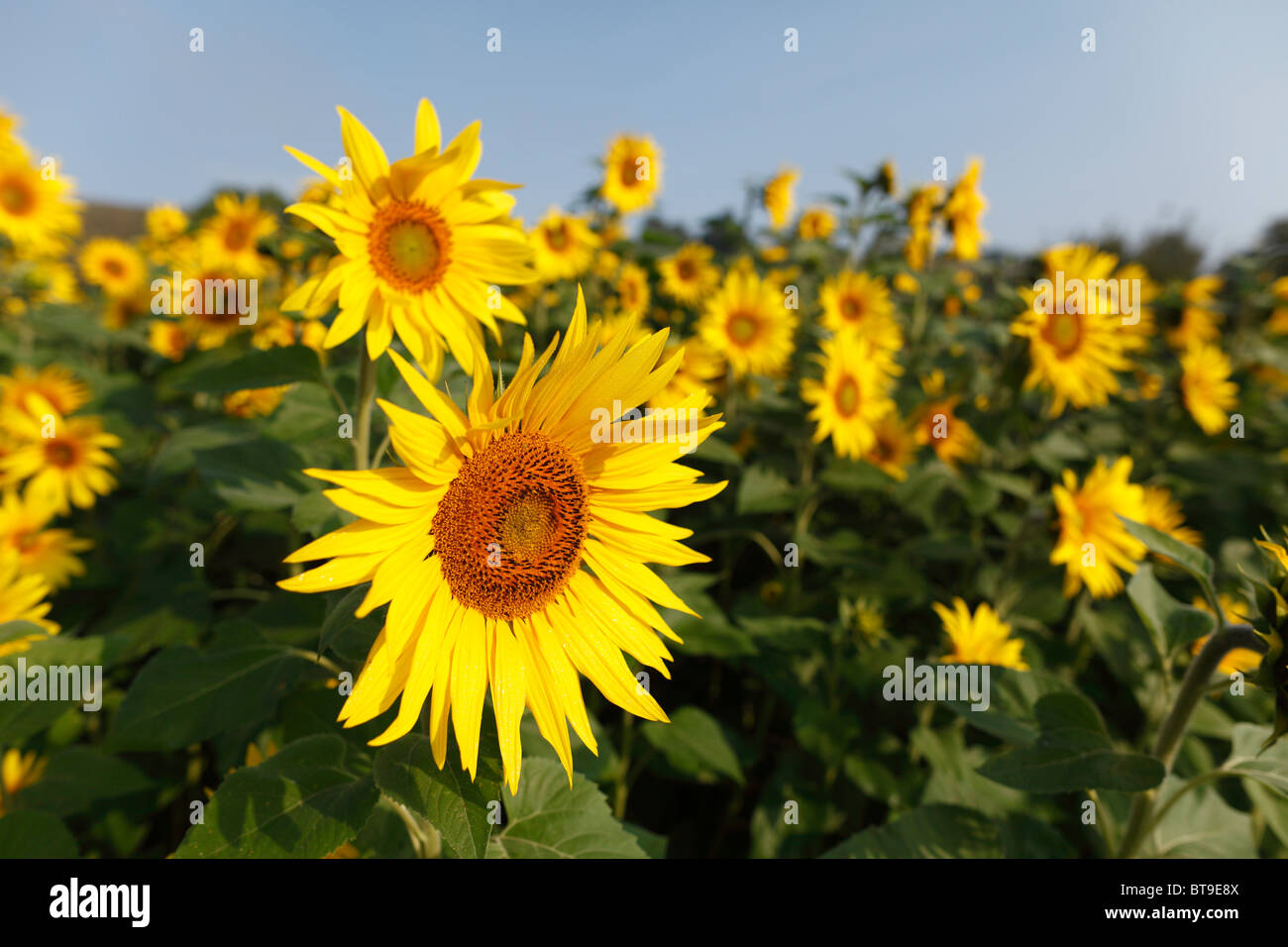Helianthus hi-res stock photography and images - Alamy