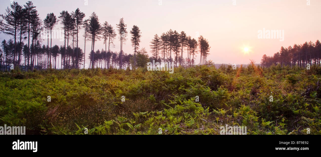 Sunrise in early summer Cannock Chase Country Park AONB (area of ...