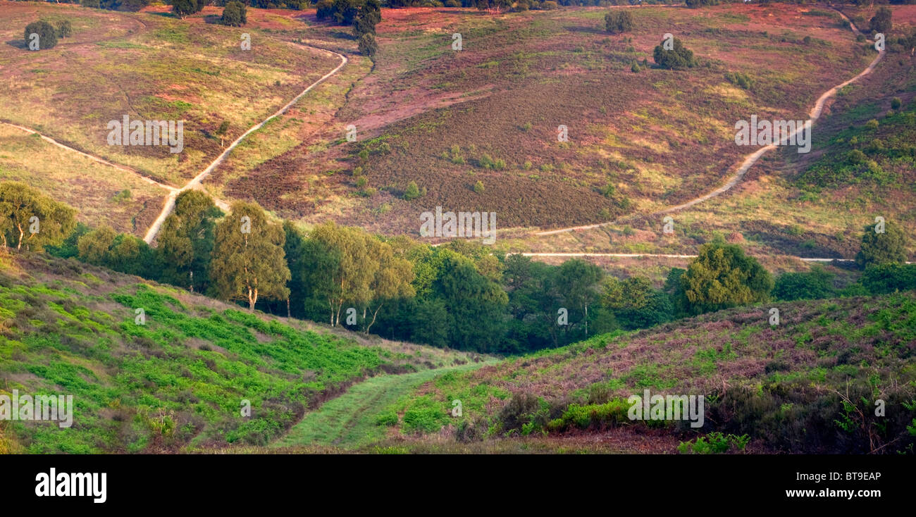 Sherbrook Valley Cannock Chase High Resolution Stock Photography and ...