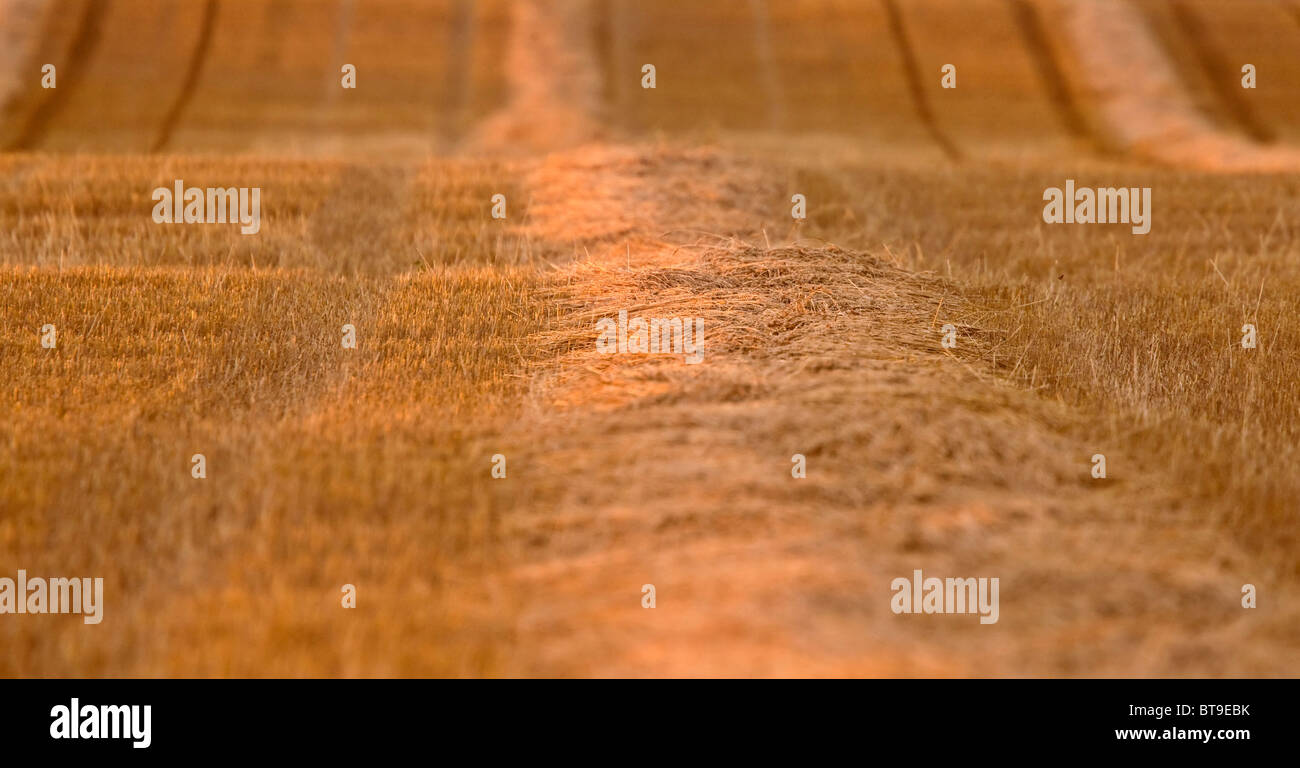 Wheat Field swathe Saskatchewan Canada Harvest time Stock Photo - Alamy