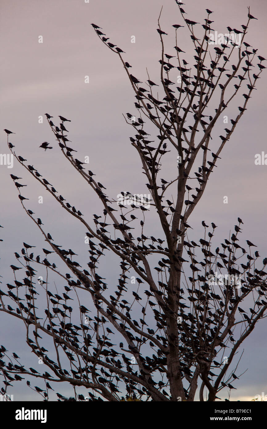 Blackbirds in tree hi-res stock photography and images - Alamy