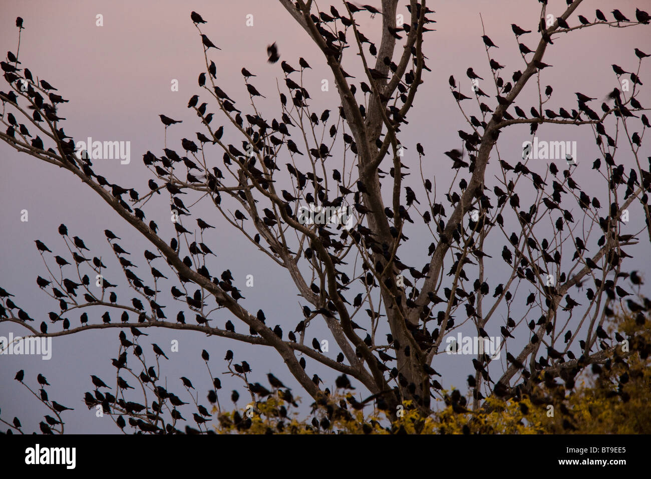 Blackbirds in tree hi-res stock photography and images - Alamy