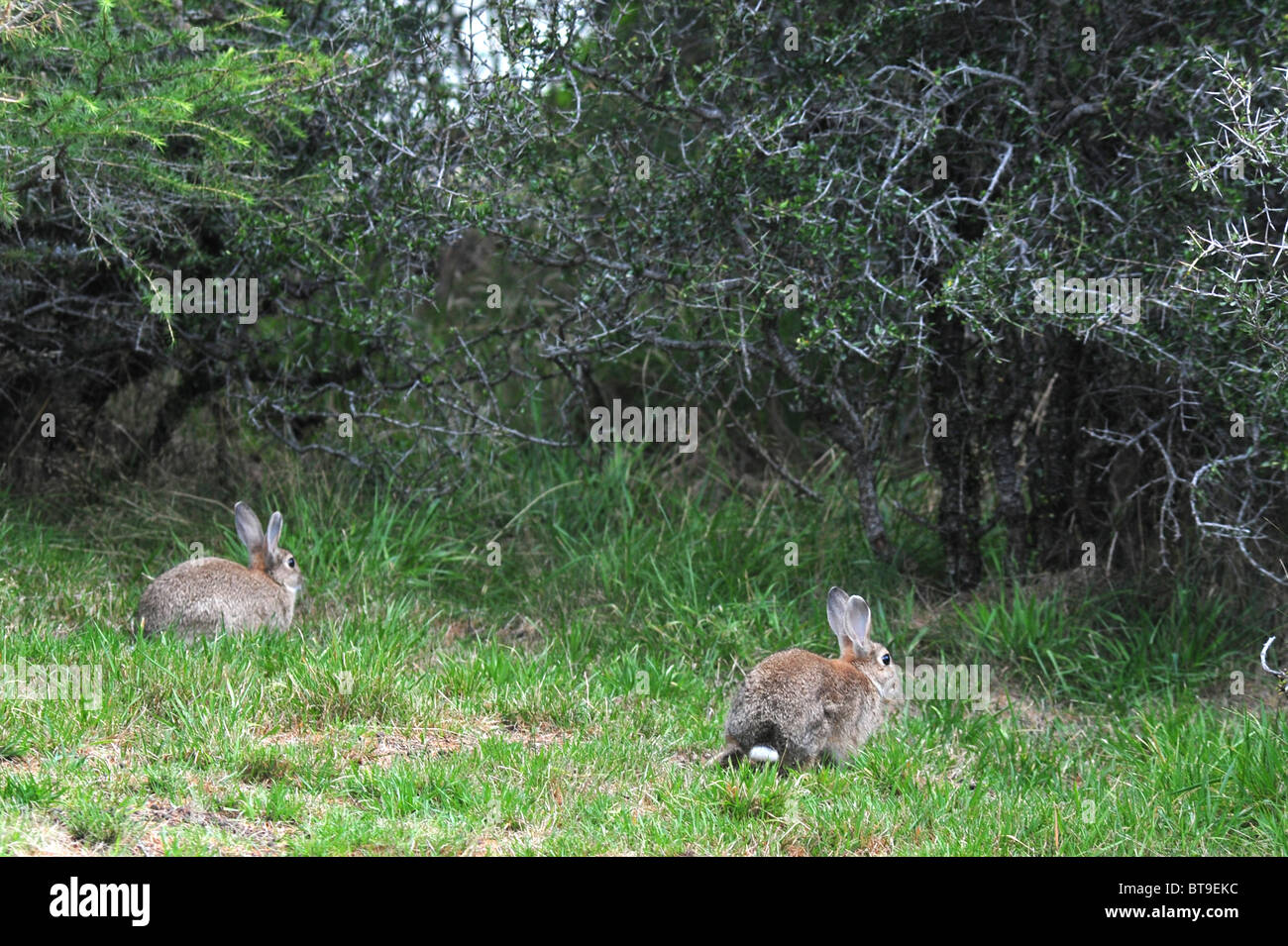 New Zealand White Rabbit High Resolution Stock Photography and Images ...