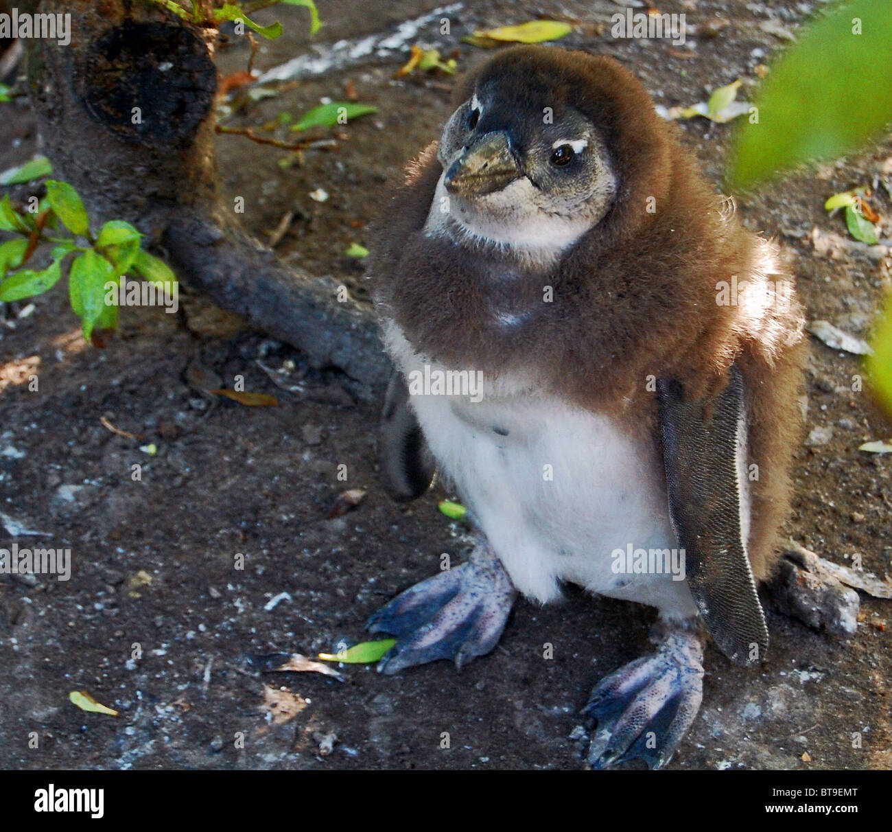 African penguin baby hi-res stock photography and images - Alamy