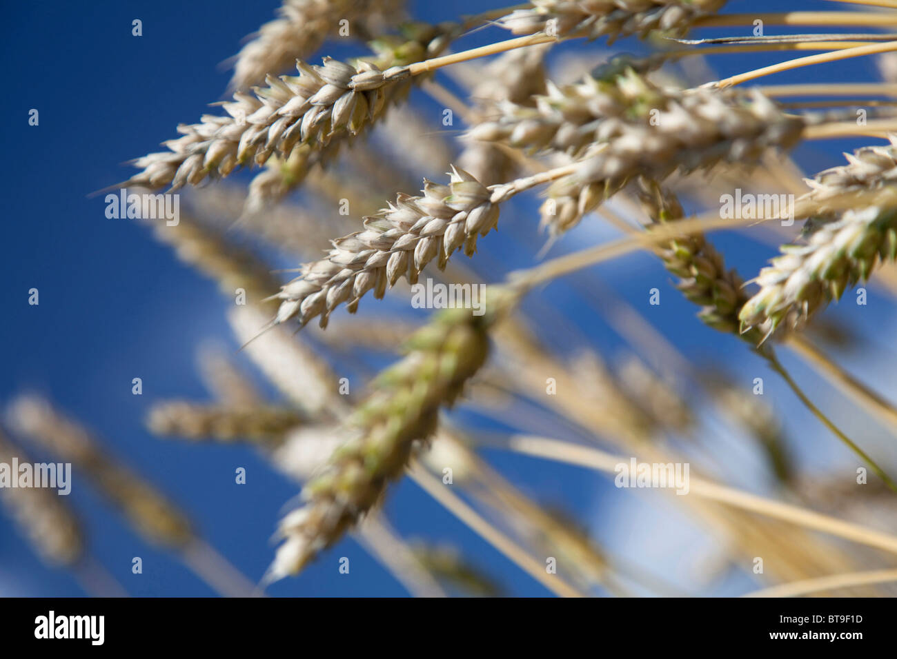 Ear in the wheatfield triticum hi-res stock photography and images - Alamy