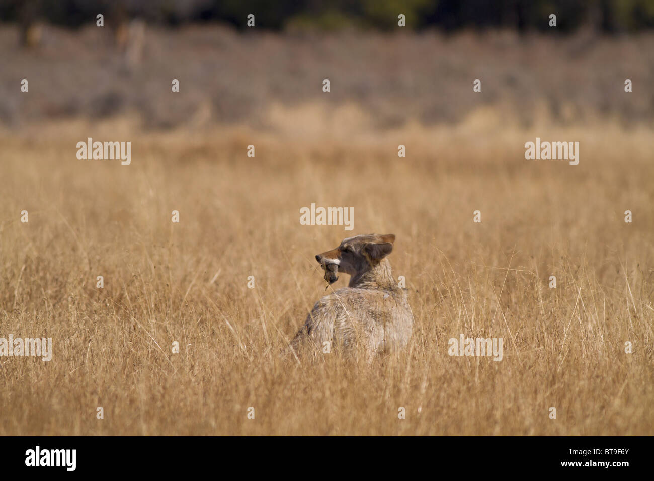 Prairies wolf hi-res stock photography and images - Alamy