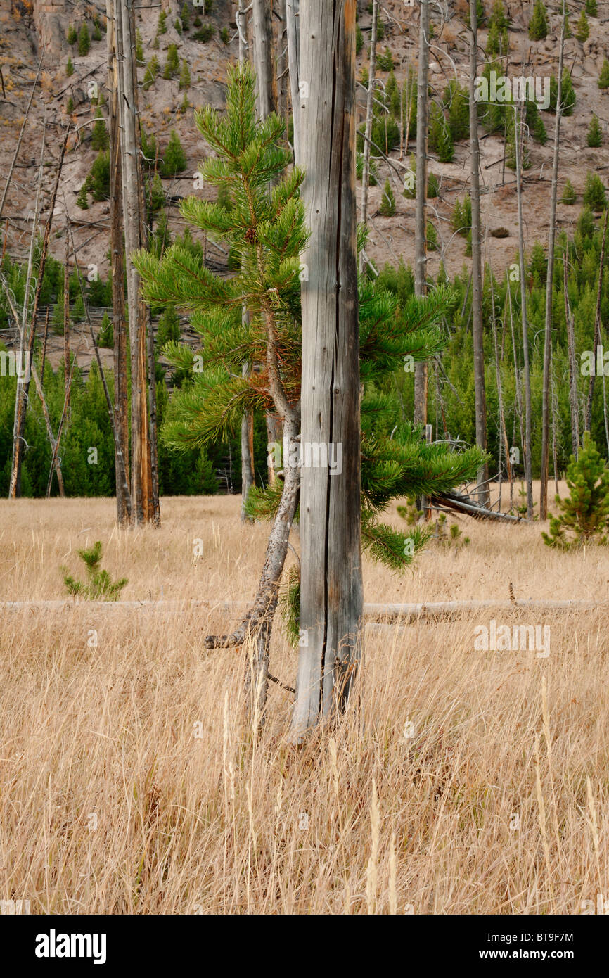 A young tree growing up along another tree Stock Photo - Alamy