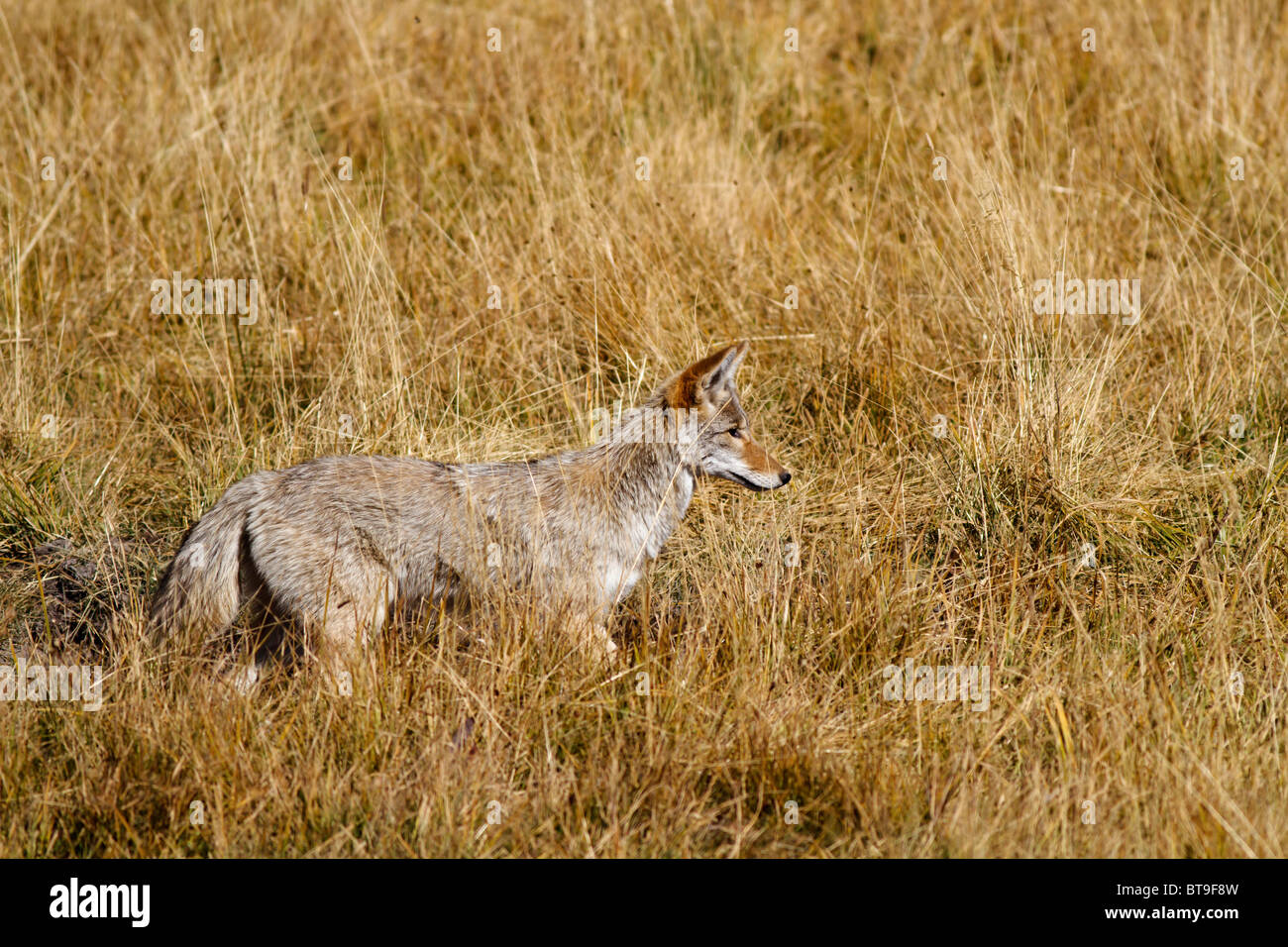 Animal hunting another hi-res stock photography and images - Alamy