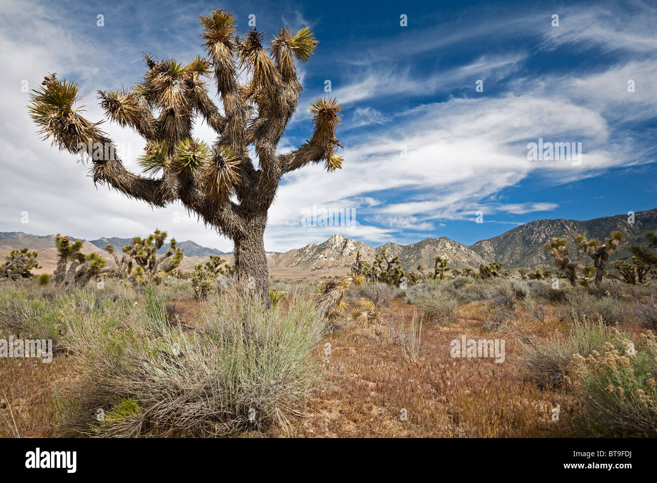 Joshua Tree (Yucca brevifolia), California, USA Stock Photo - Alamy