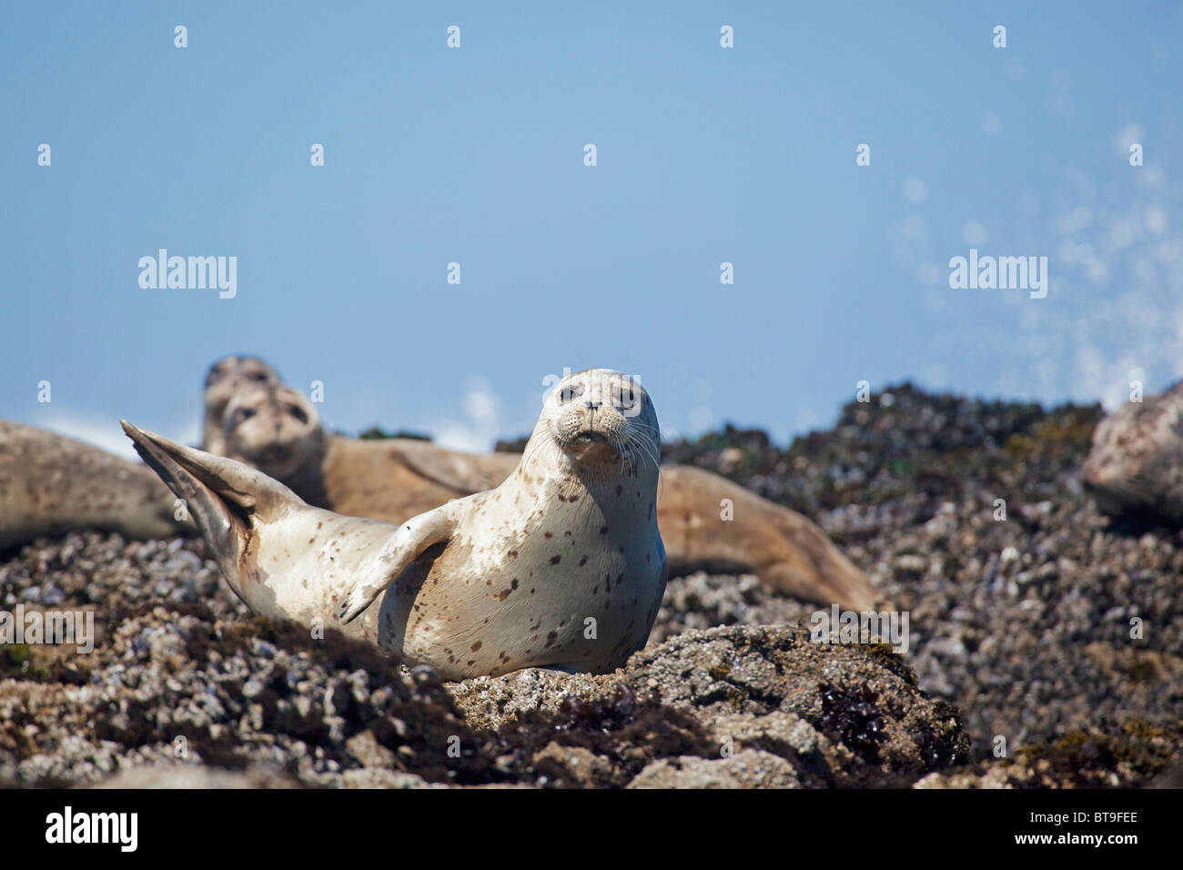 Pacific seals hi-res stock photography and images - Alamy