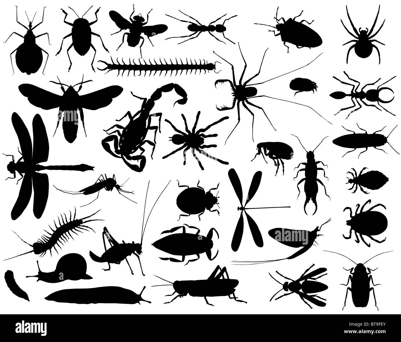 Invertebrates Black and White Stock Photos & Images - Alamy