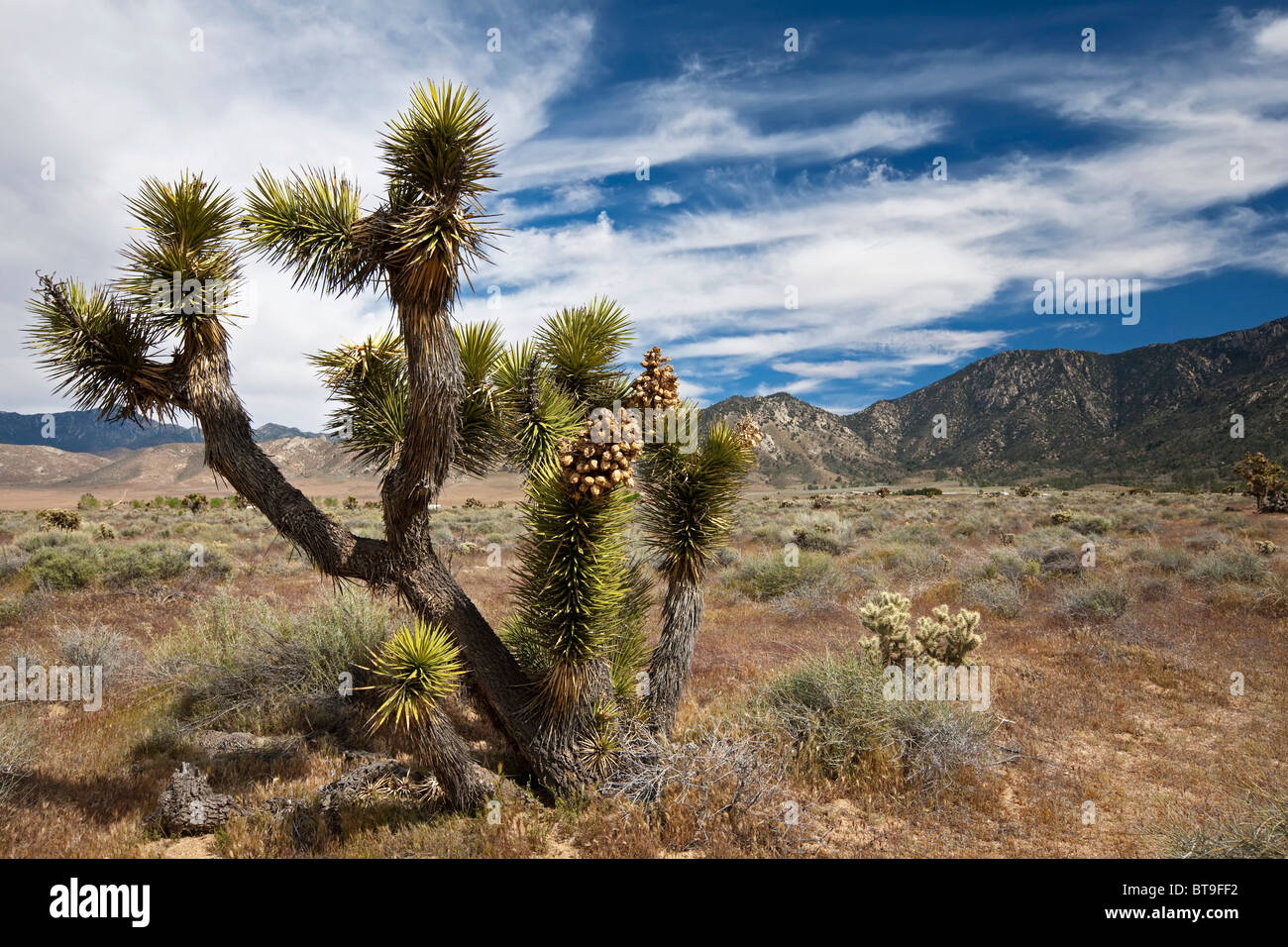 Josua tree hi-res stock photography and images - Alamy