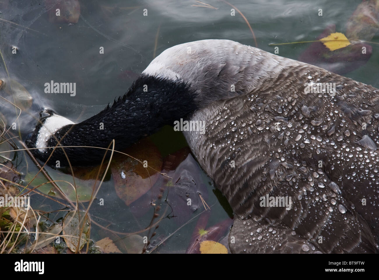 Floating carcass hi-res stock photography and images - Alamy